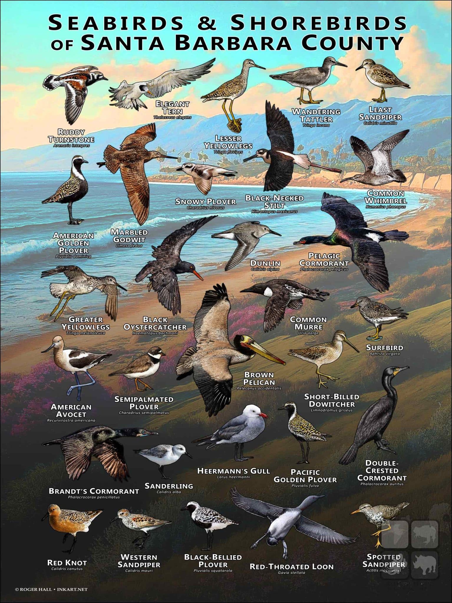 Shorebirds of Santa Cruz County Poster Print