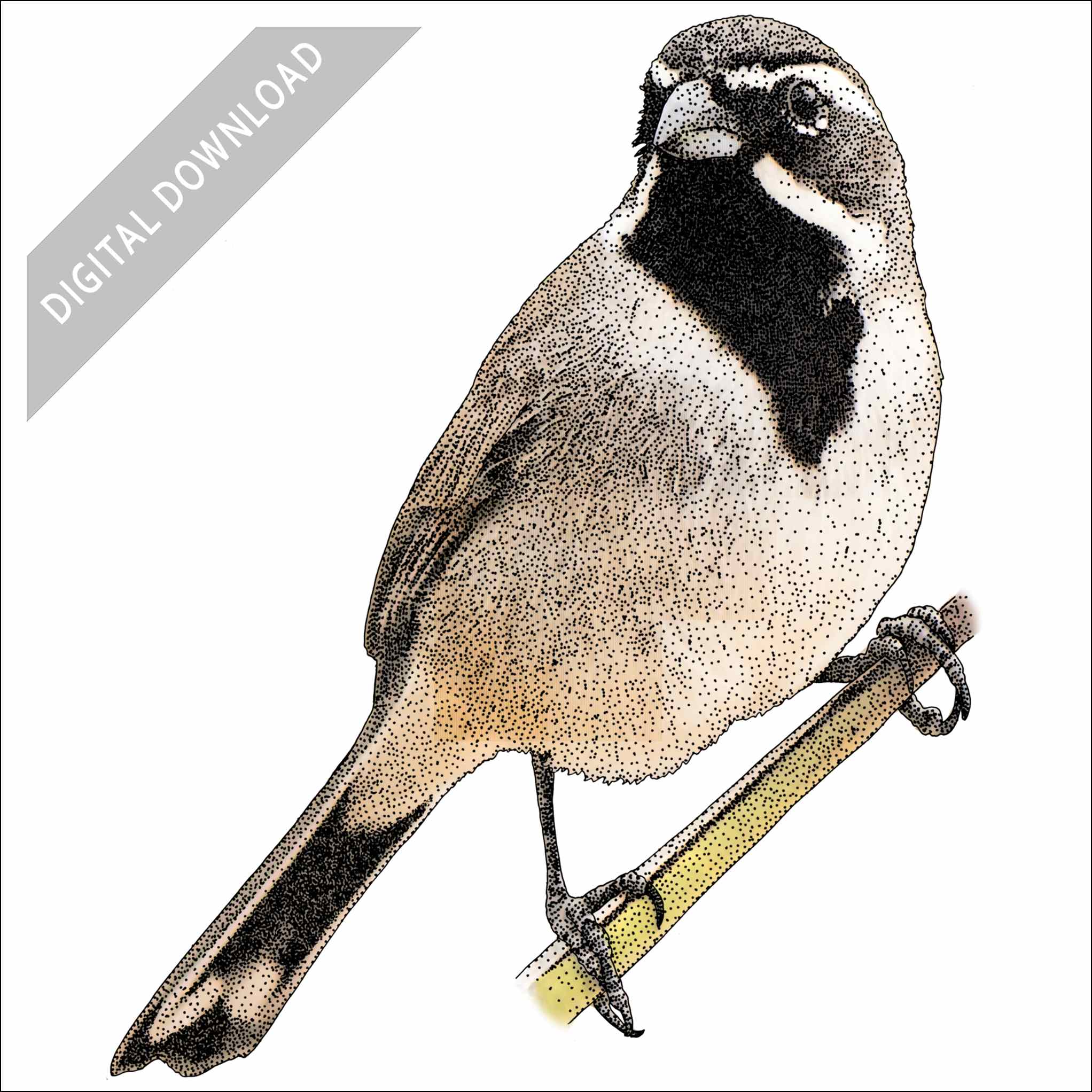 Stock Art Drawing of a Black-Throated Sparrow