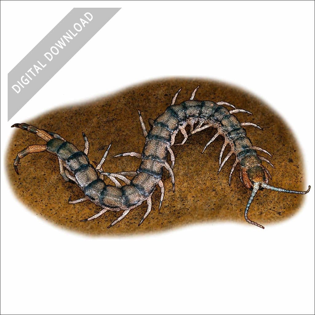 Stock Art Drawing of an Eastern Bark Centipede