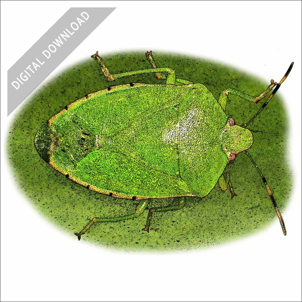 Stock Art Drawing of a Green Stink Bug