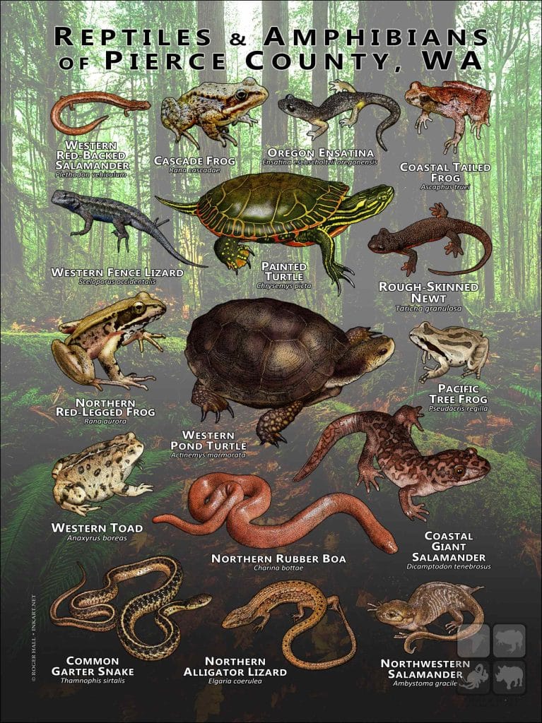 Names Of Reptiles And Amphibians