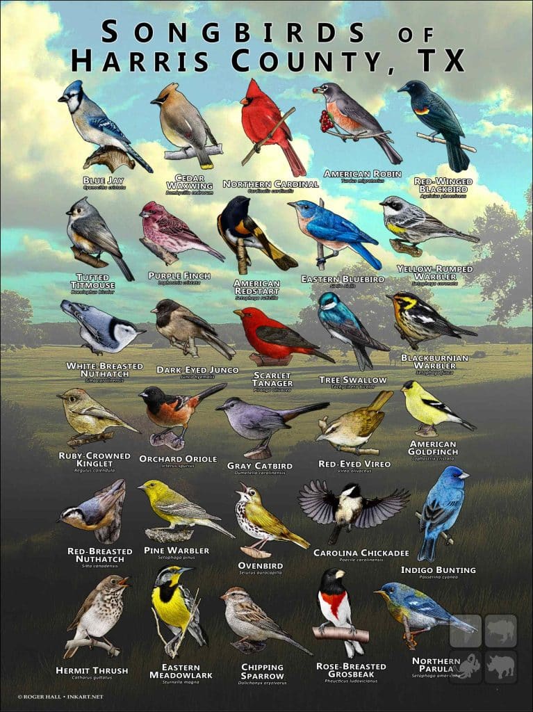 Songbirds of Harris County, Texas Poster Print