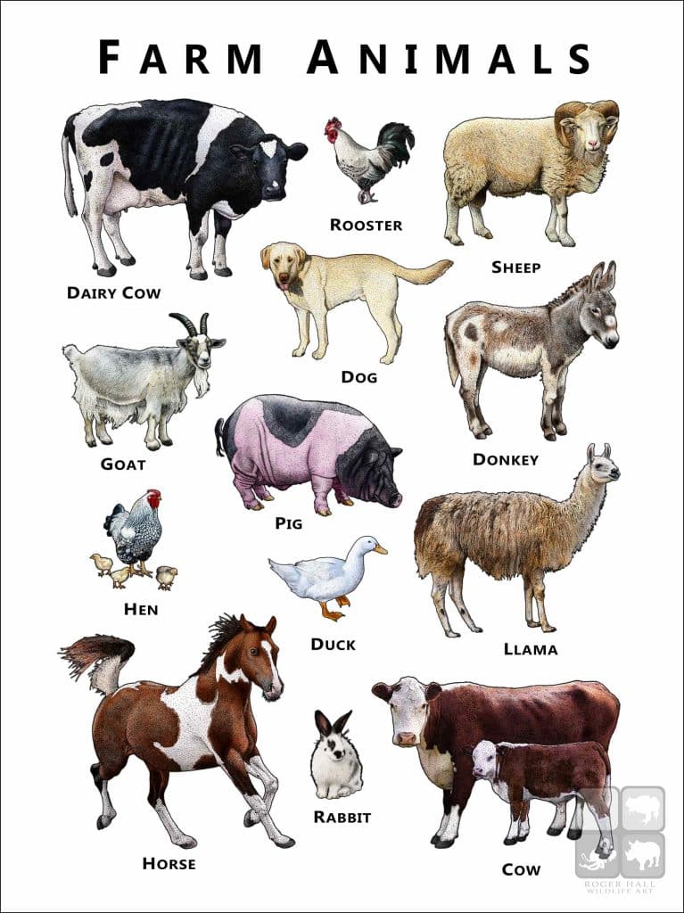 Common Farm Animals Poster Print