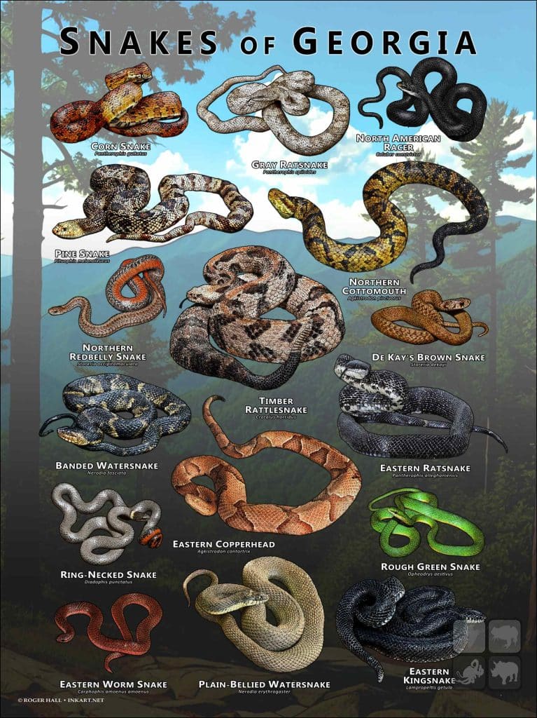 Snakes of Pennsylvania Poster Print