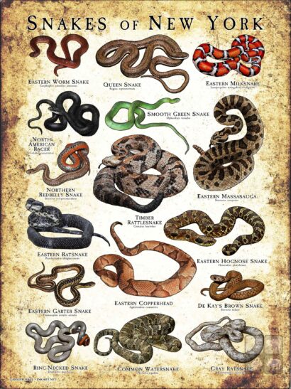 Snakes of New York Poster Print