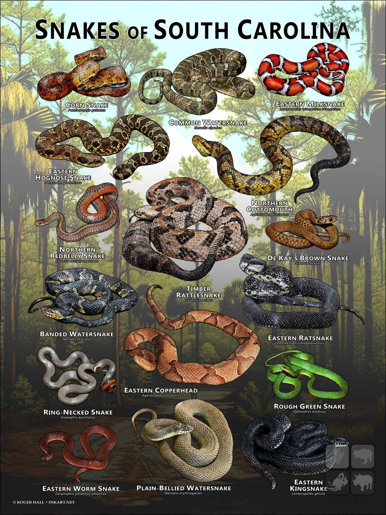 Snakes of South Carolina Poster Print