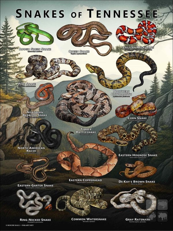 Snakes of Tennessee Poster Print