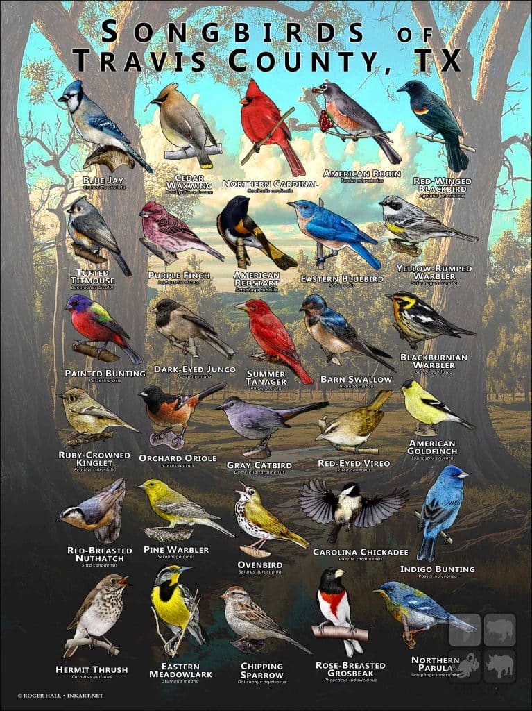 Songbirds of Travis County, Texas Poster Print