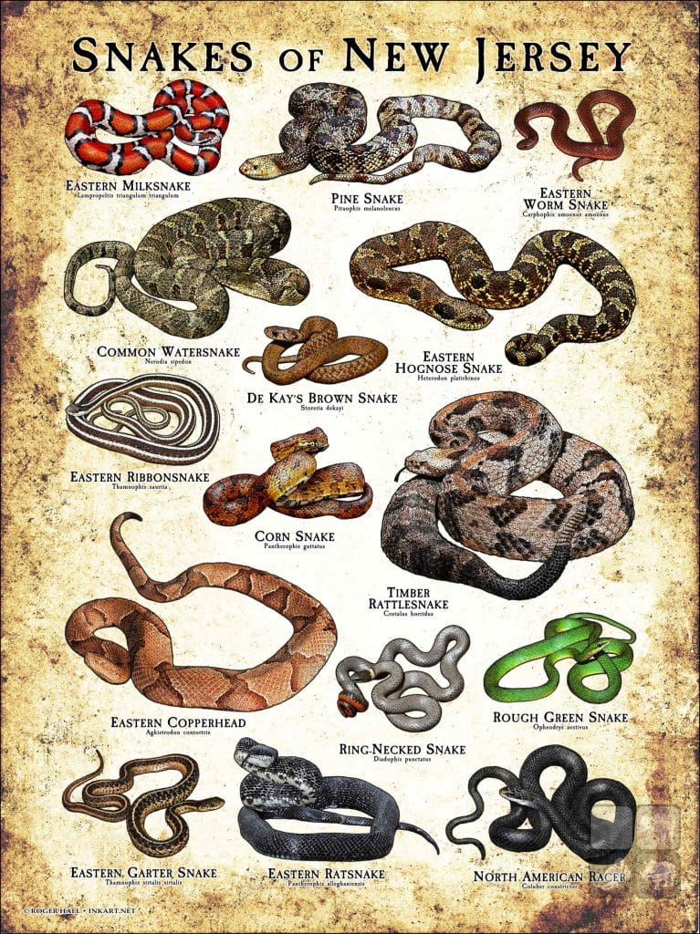 Snakes of New Jersey Poster Print