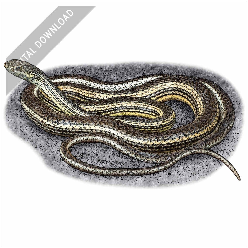 Stock Art Drawing of a Desert Striped Whipsnake
