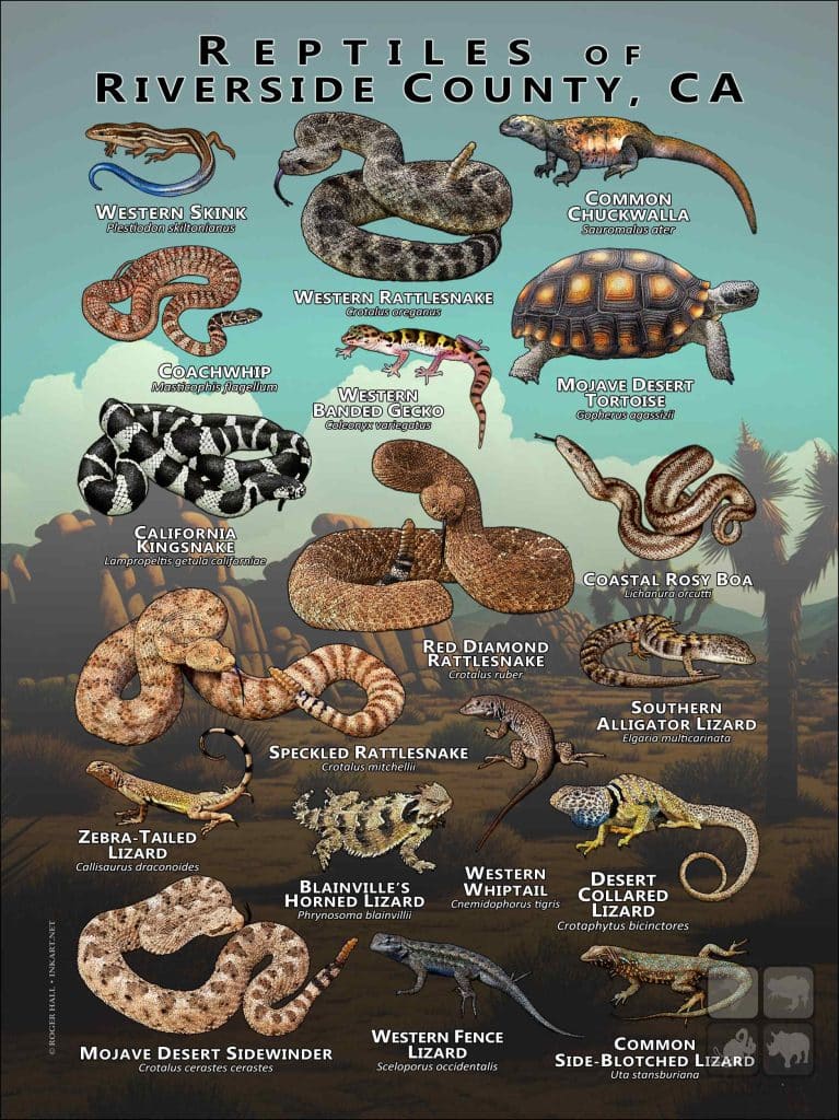 Reptiles of Riverside County, California Poster Print
