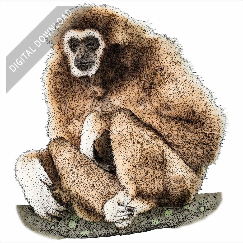 Stock Art Drawing of a White-handed Gibbon