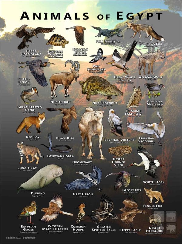 Animals of Egypt Poster Print