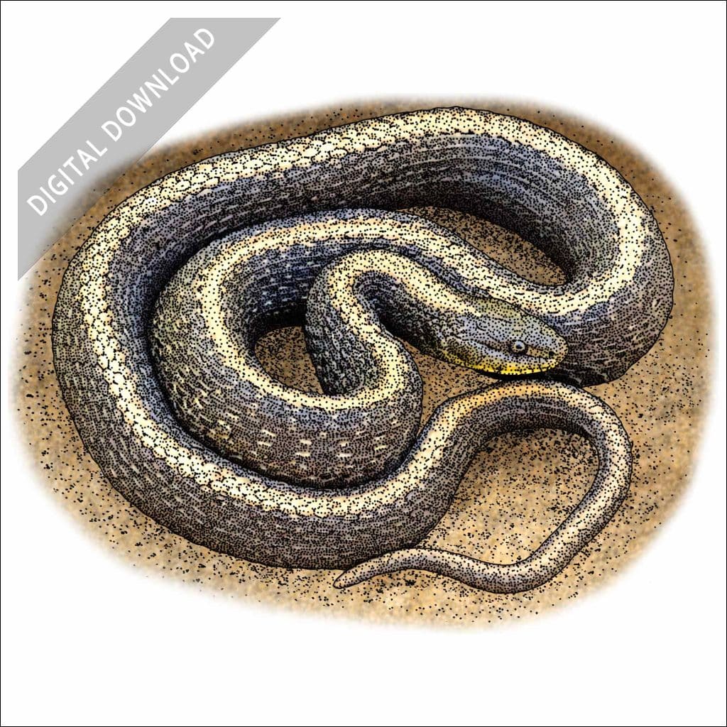 Stock Art Drawing of an Aquatic Garter Snake