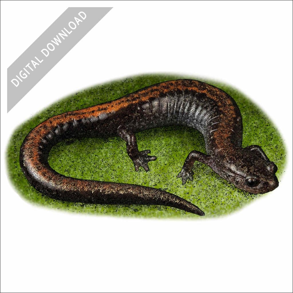 Stock Art Drawing of an Eastern Red-Backed Salamander