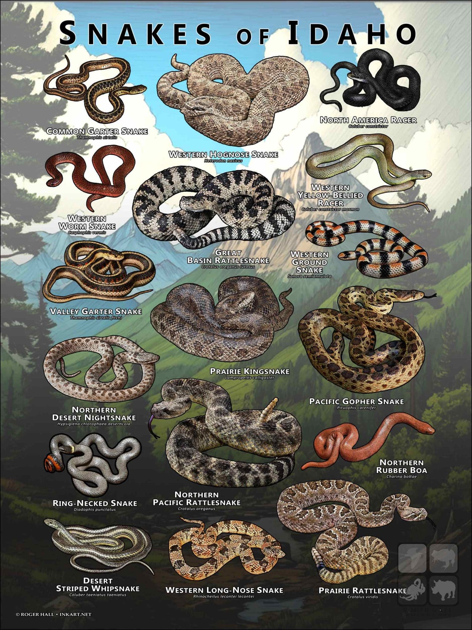 Snakes of Idaho Poster Print