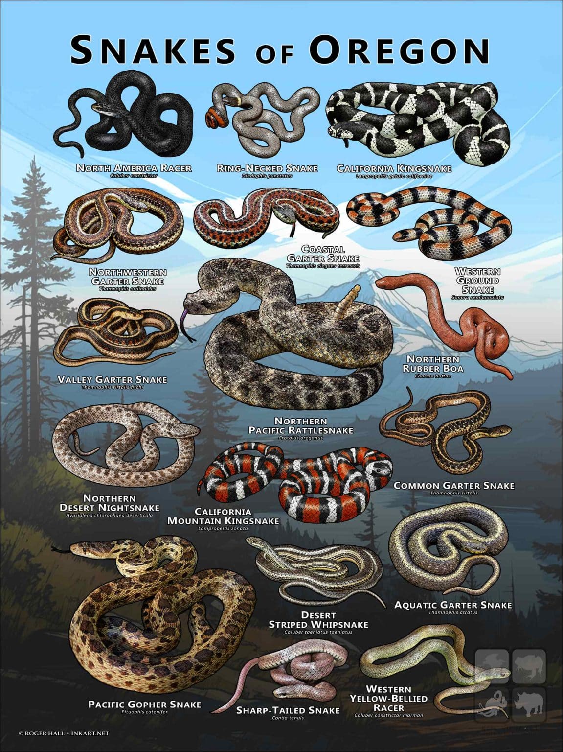 Snakes of Arizona Poster Print - Illustration