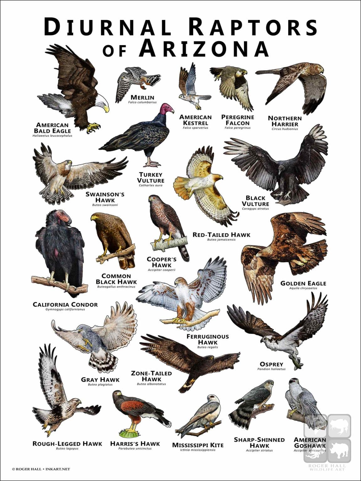 Birds of the Carpathian Mountains Poster Print