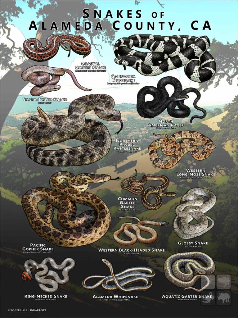 Snakes of Alameda County, CA Poster Print