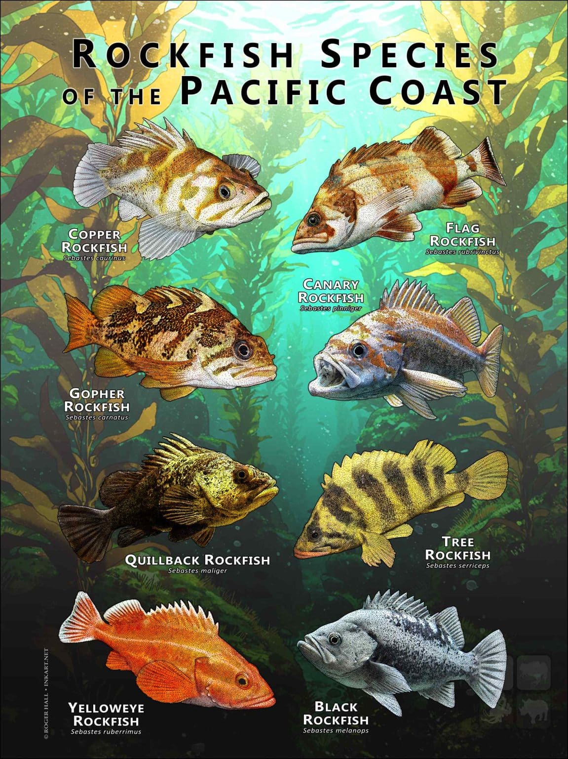 Rockfish of the Pacific Coast Poster Print