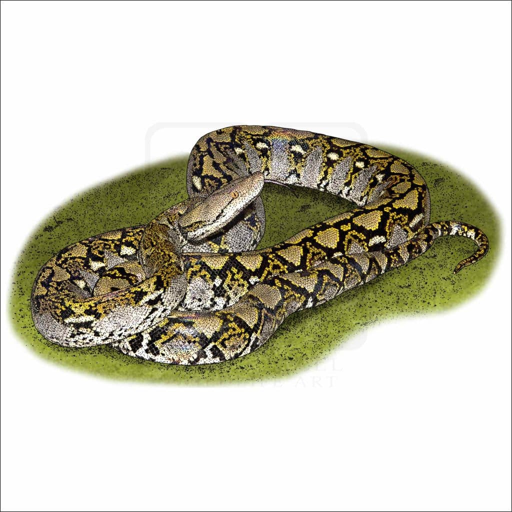 Reticulated Python - Signed Fine Art Print