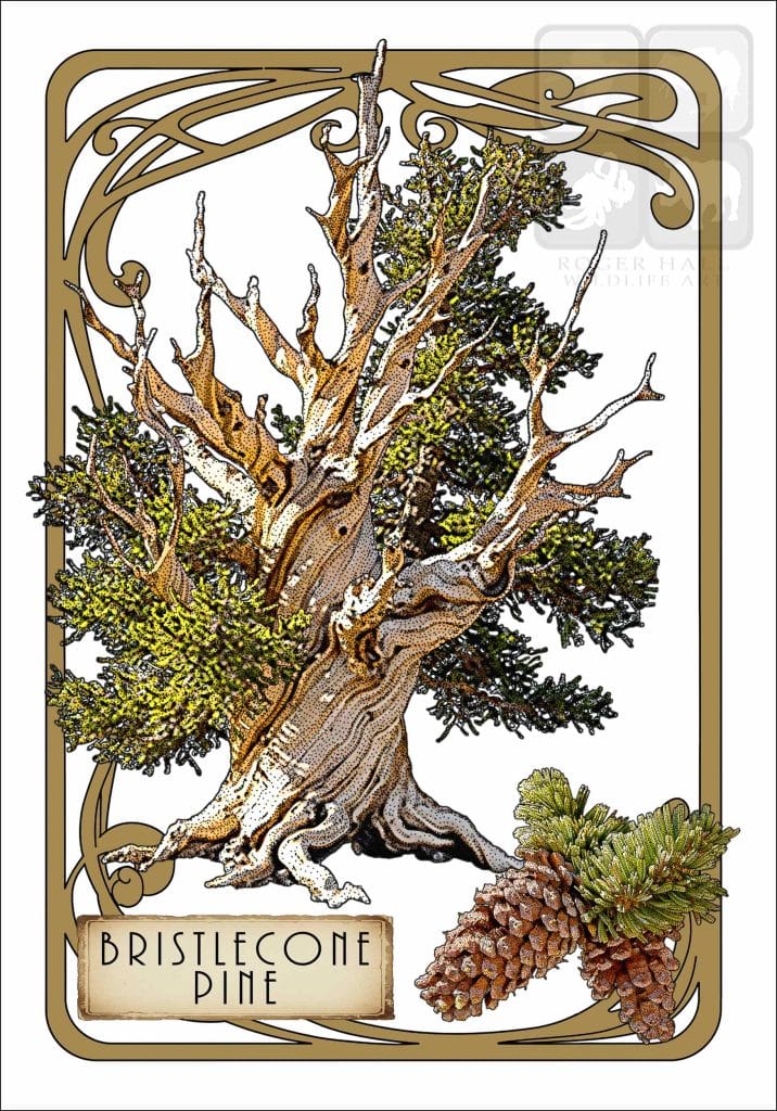 Poster Design Featuring Illustration of a Western Bristlecone Pine Tree