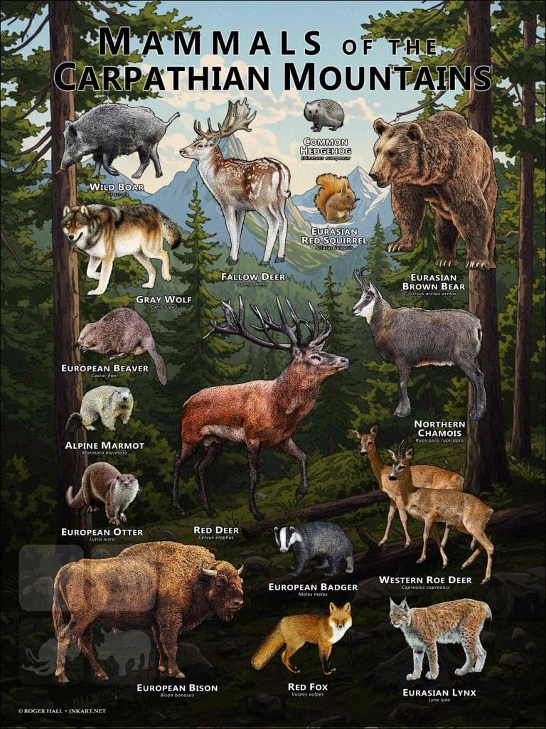Mammals of the Carpathian Mountains Poster Print