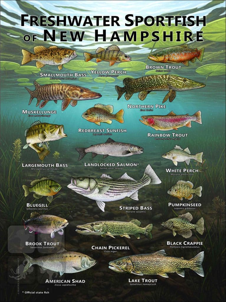 Freshwater Sportfish of New Hampshire Poster Print