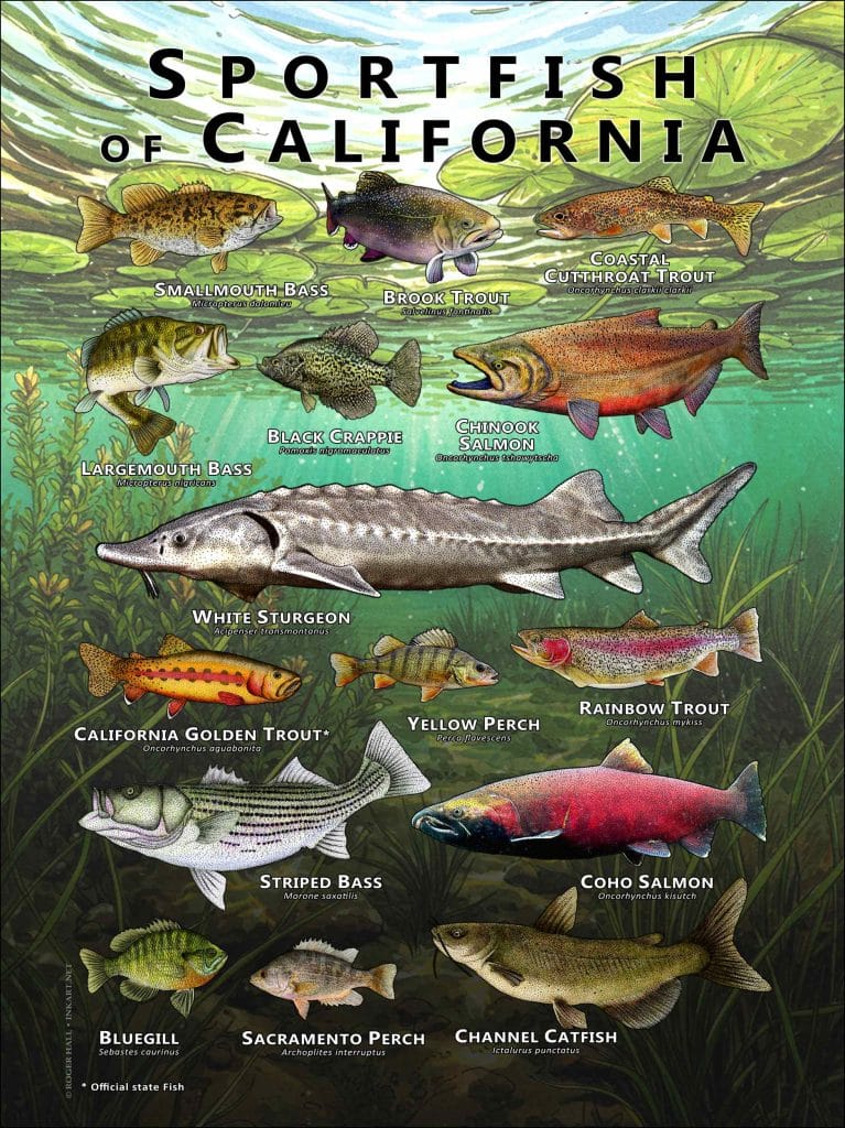 Freshwater Sportfish of California Poster Print