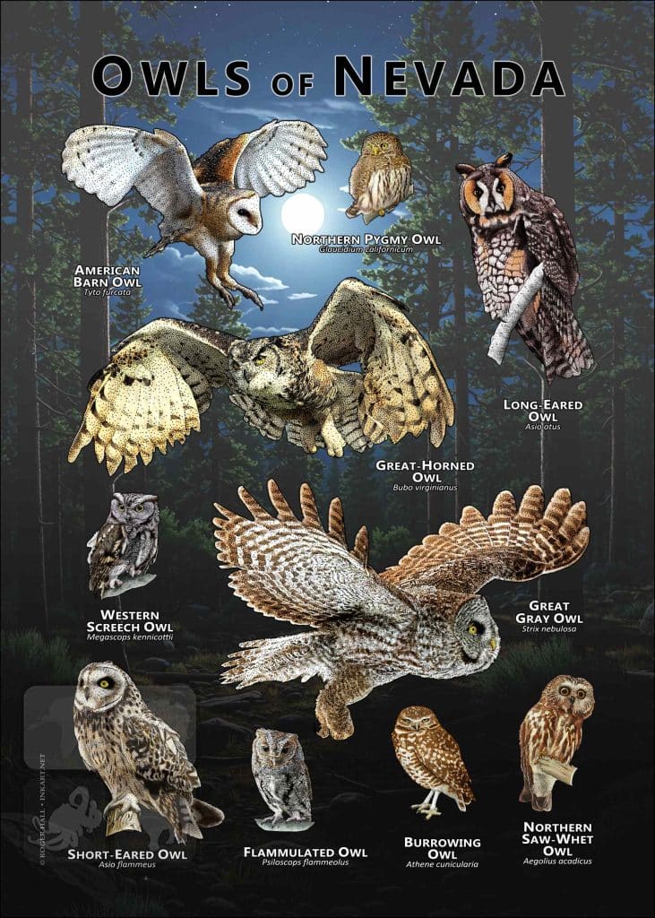 Owls of Nevada Poster Print