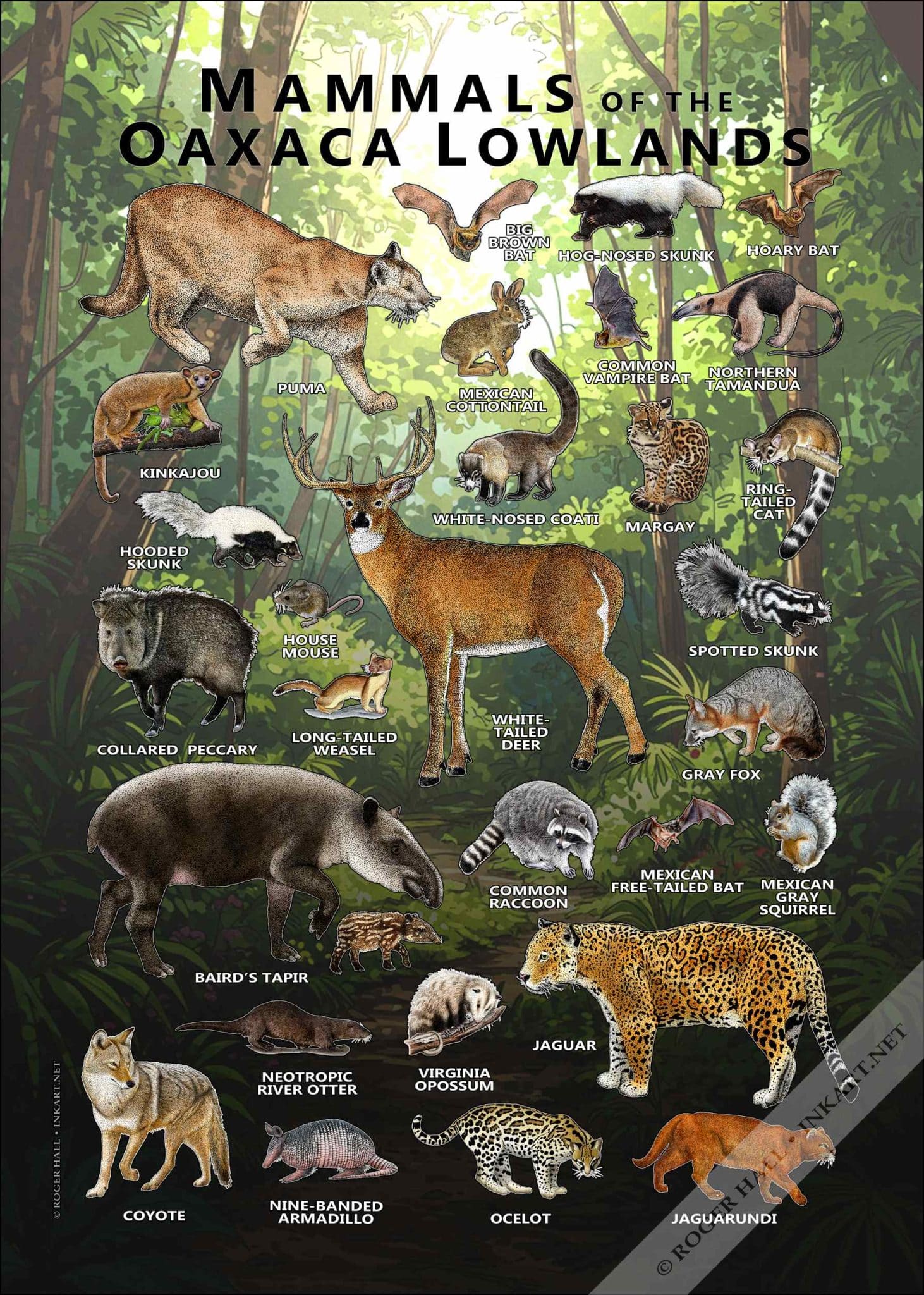 Mammals of the Oaxaca Lowlands Poster Print