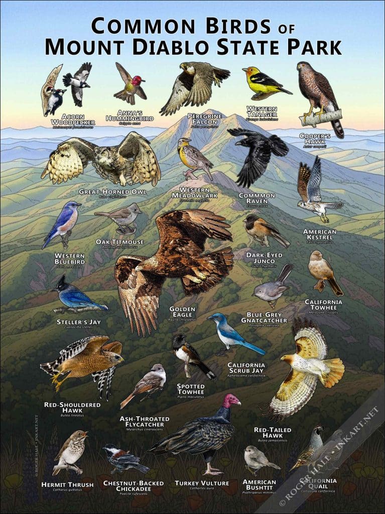 Common Birds of Mount Diablo State Park Poster Print