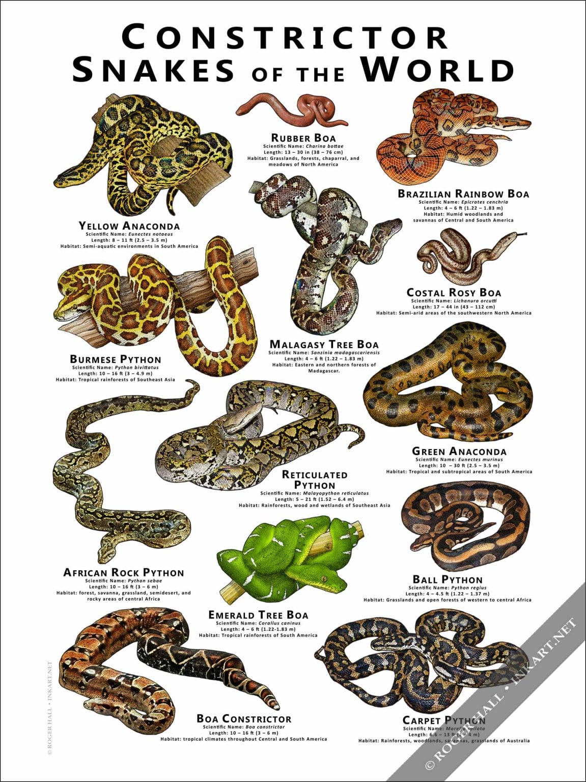 Constrictor Snakes of the World Poster Print