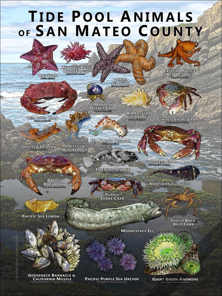 Tidepool Animals of San Mateo County Poster Print