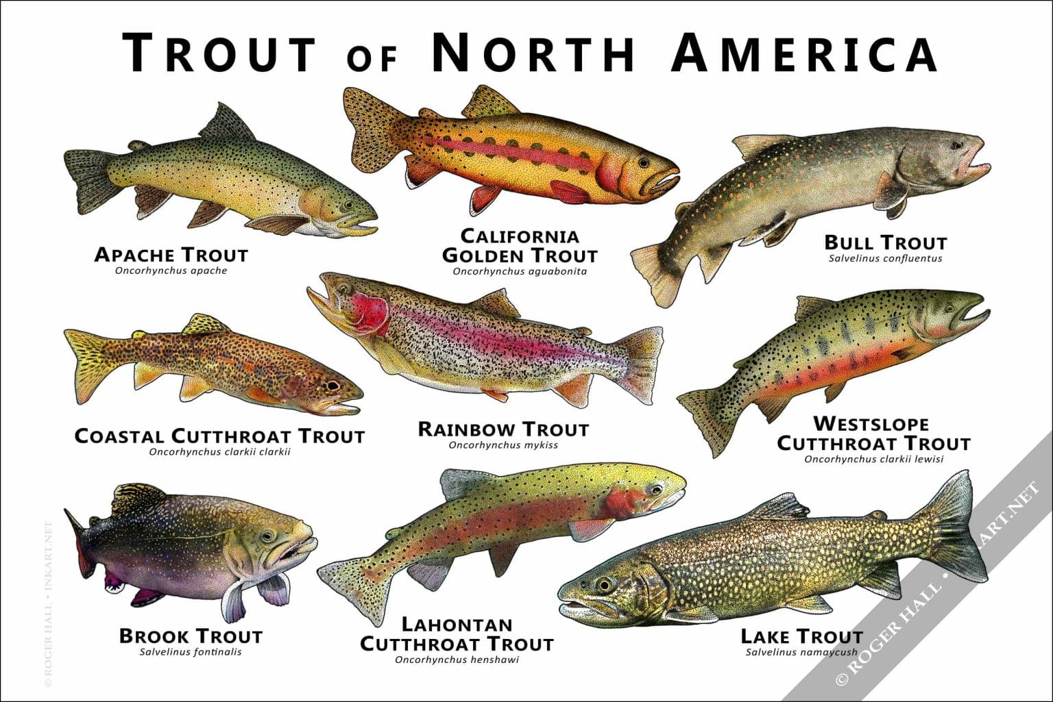 Trout of North America Poster Print