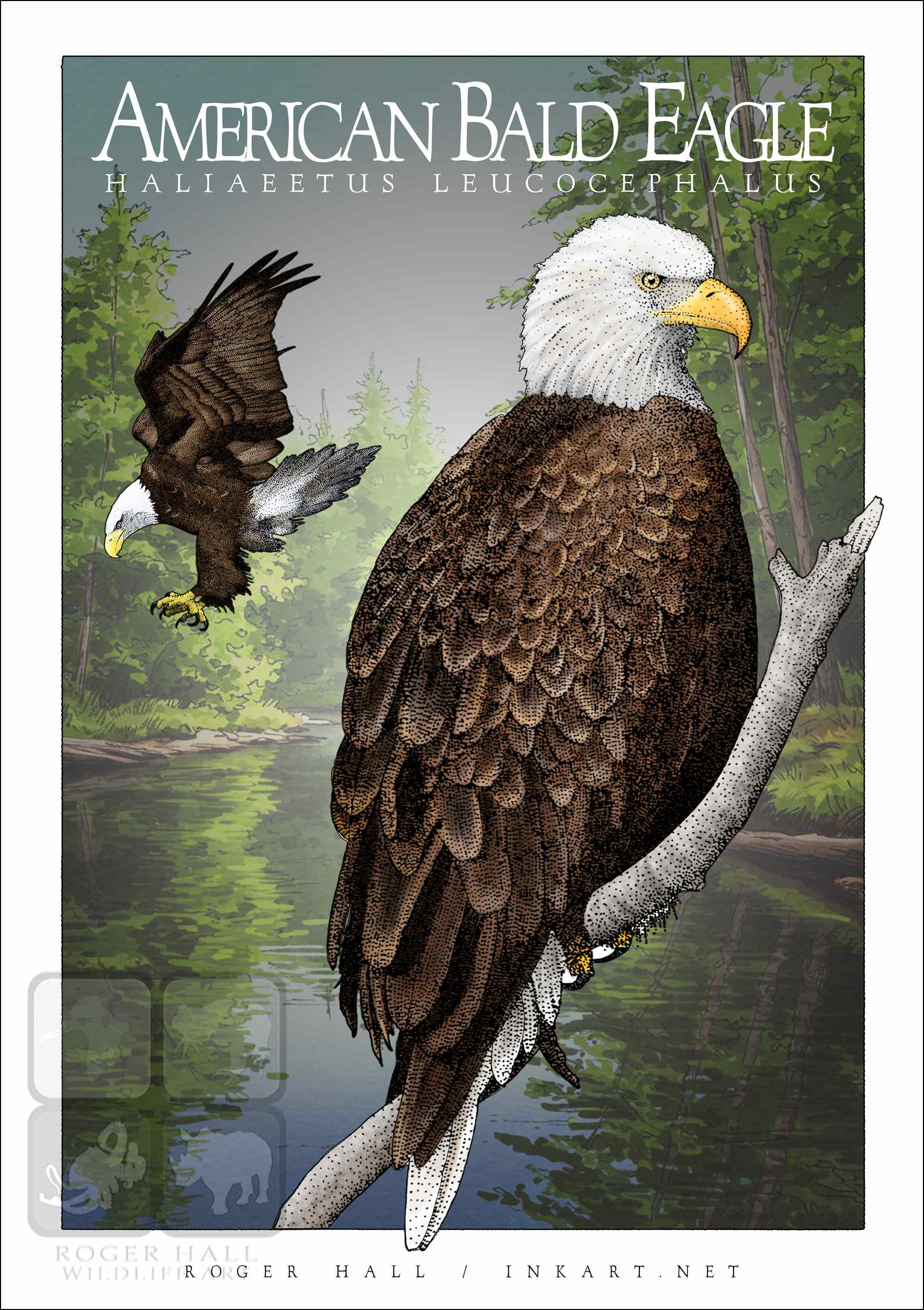 American Bald Eagle Poster Print - Wildlife Illustration Art