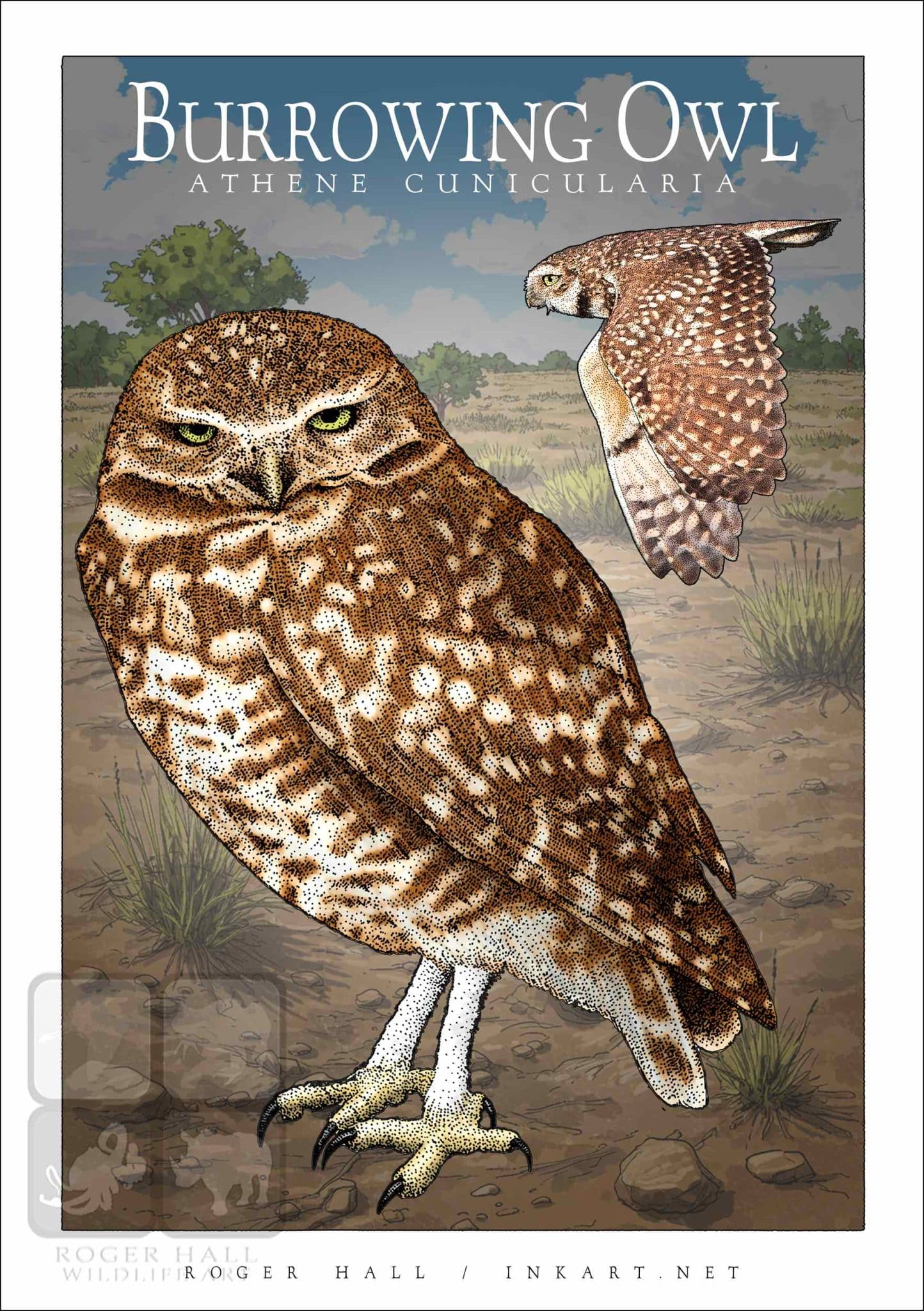 Burrowing Owl Poster Print - Wildlife Illustration Art