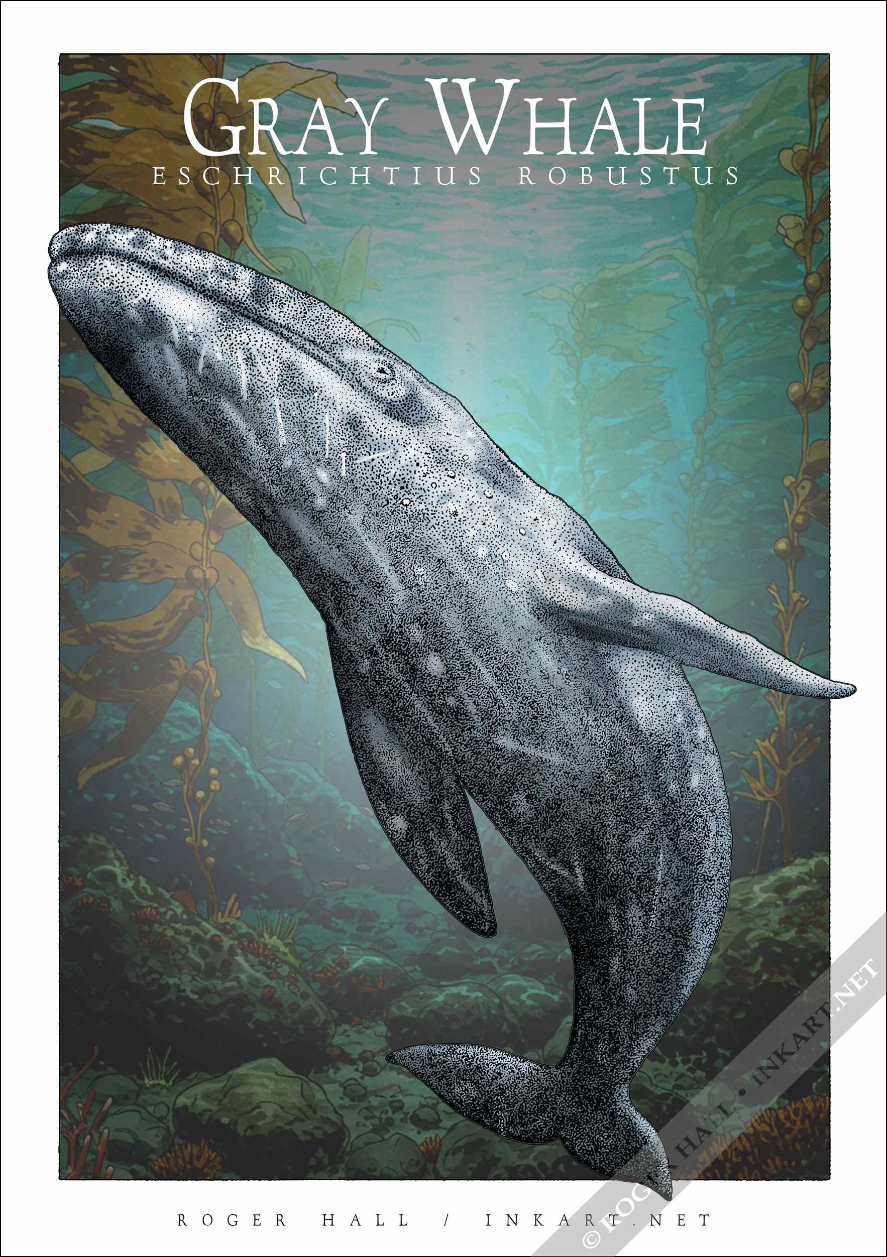 Gray Whale Poster Print - Wildlife Illustration