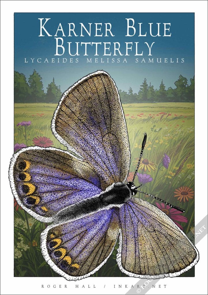 Karner Blue Butterfly Poster Print