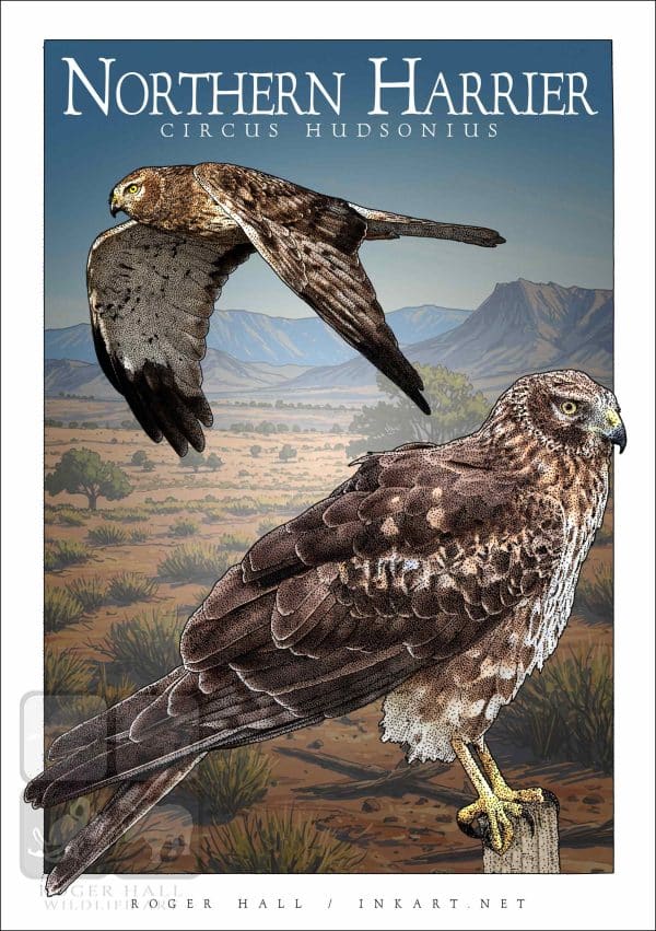 Northern Harrier Poster Print - Wildlife Illustration