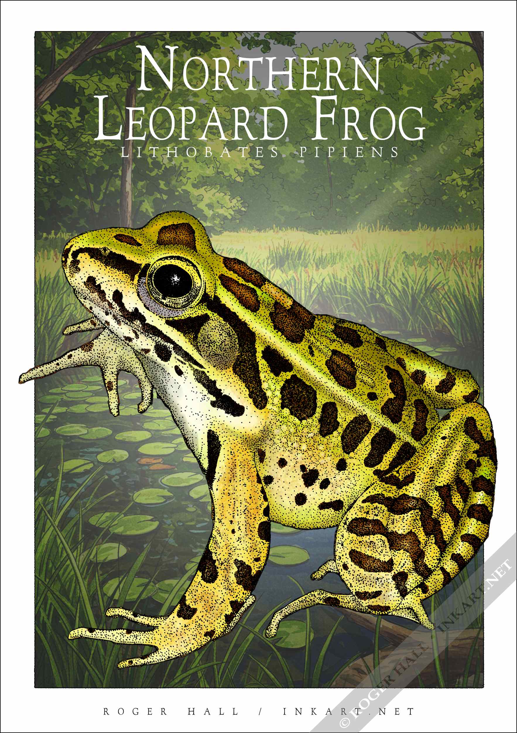 Northern Leopard Frog Poster Print - Wildlife Art