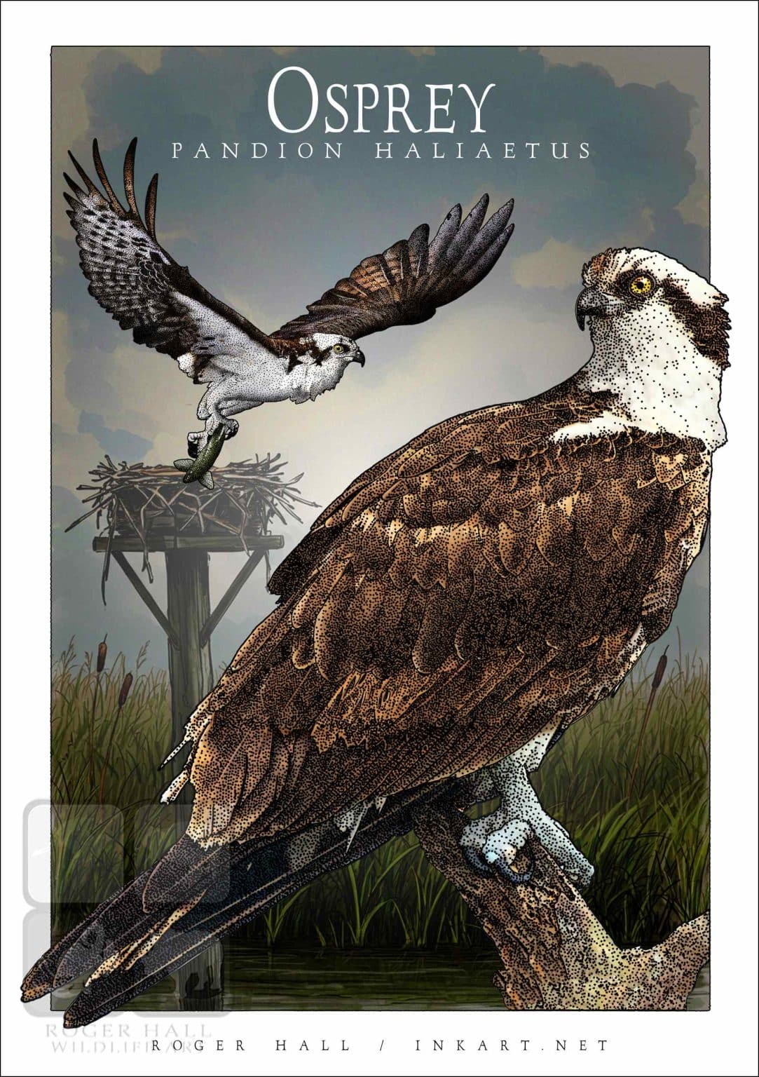 Osprey Poster Print - Wildlife Illustration Art