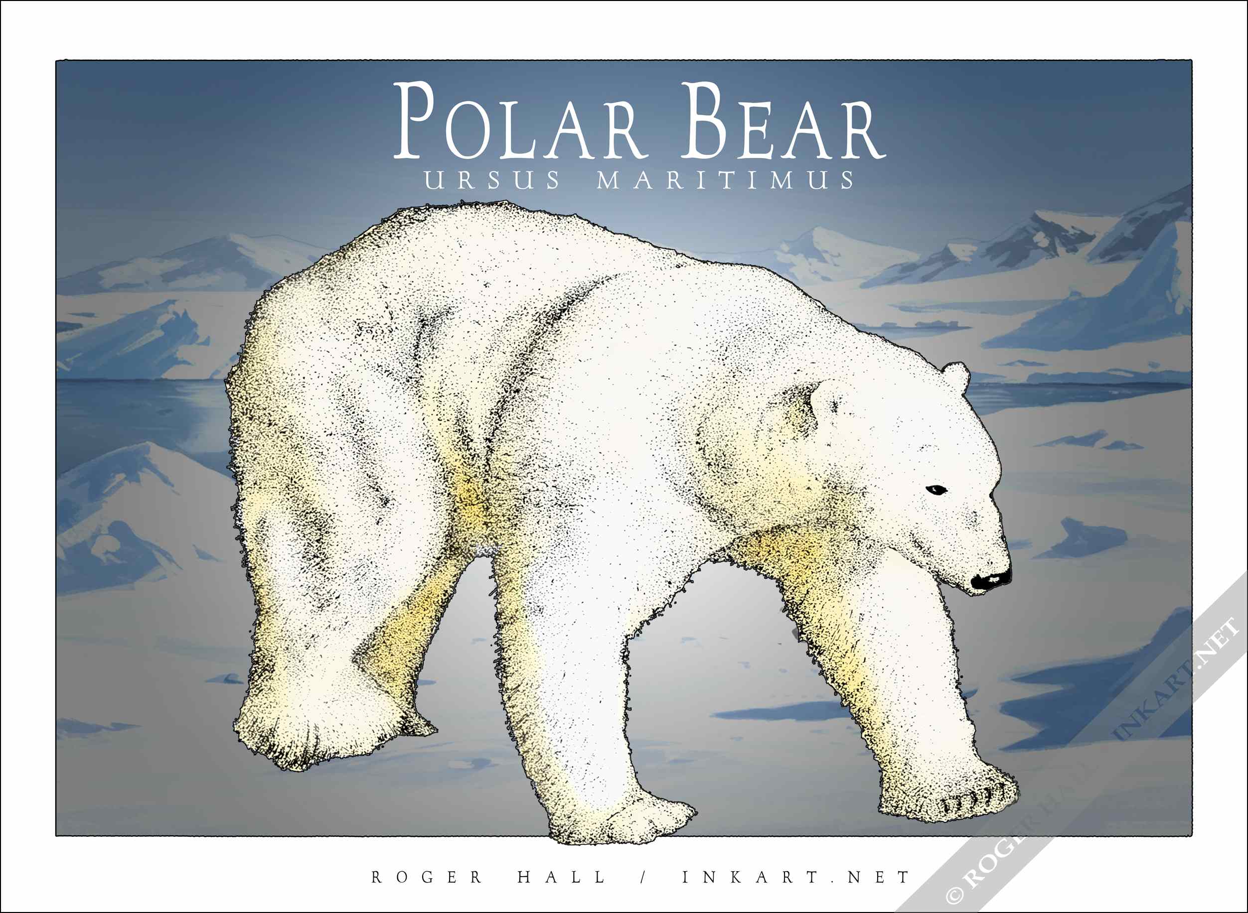 Polar Bear Poster Print - Wildlife Illustration