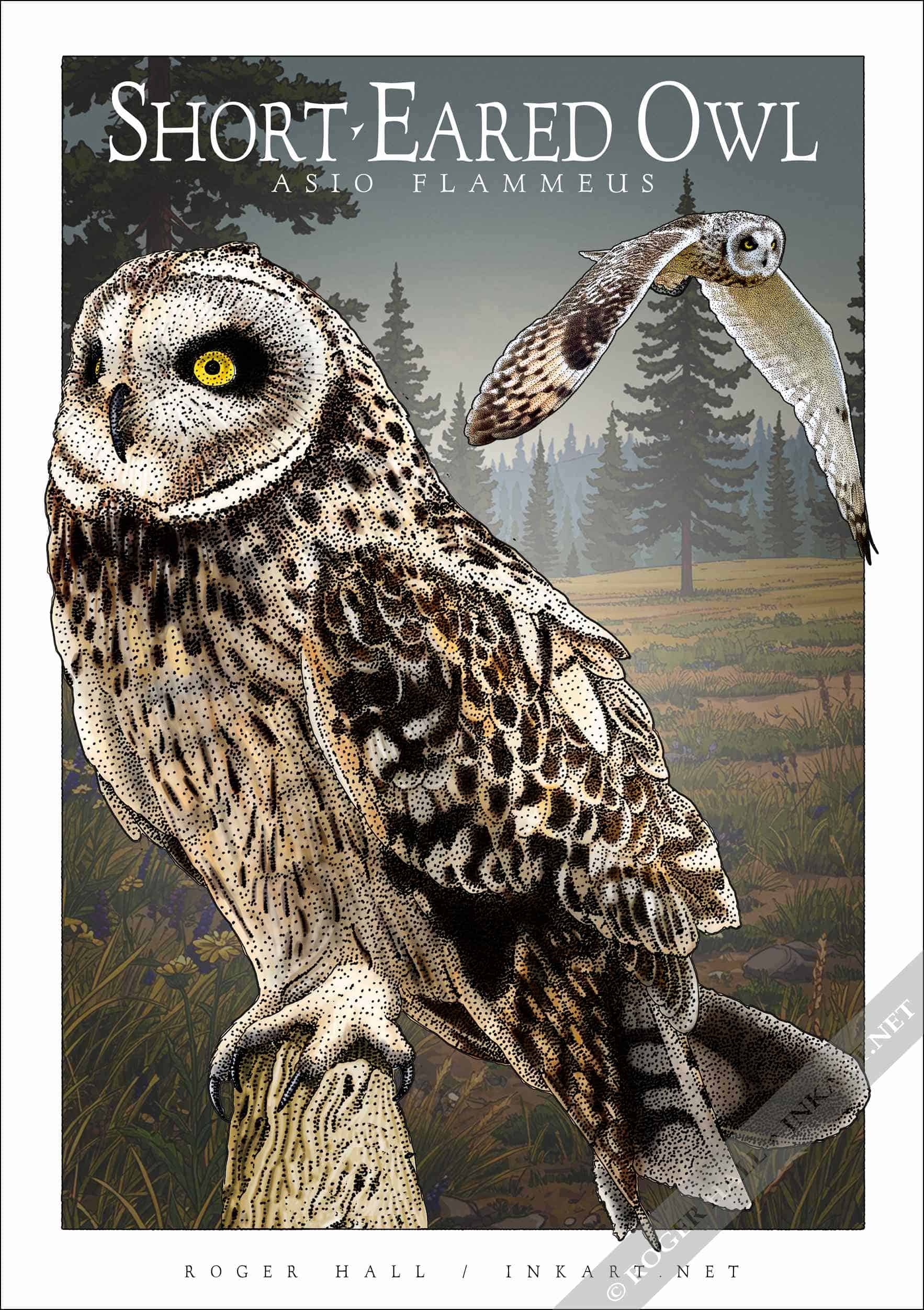 Short-Eared Owl Poster Print - Wildlife Art