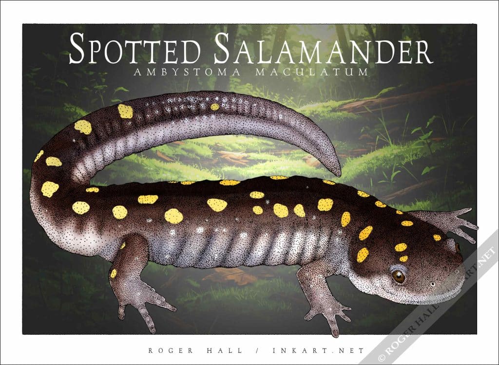 Spotted Salamander Poster Print - Wildlife Art