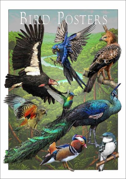 Scientific Illustration by Roger Hall - inkart