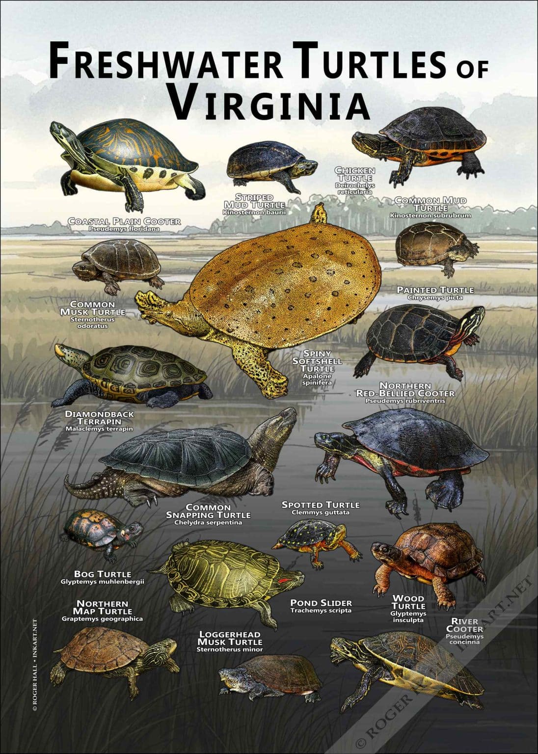 Freshwater Turtles of Florida Poster Print