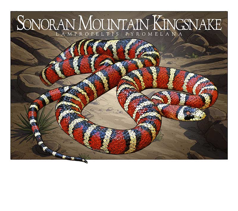 Snake Posters Archives – inkart