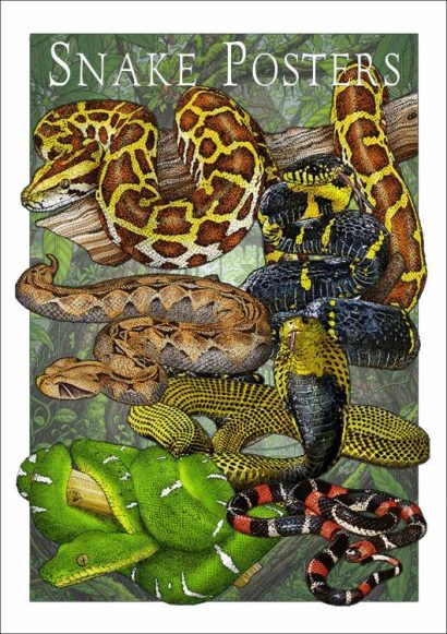 Scientific Illustration by Roger Hall - inkart