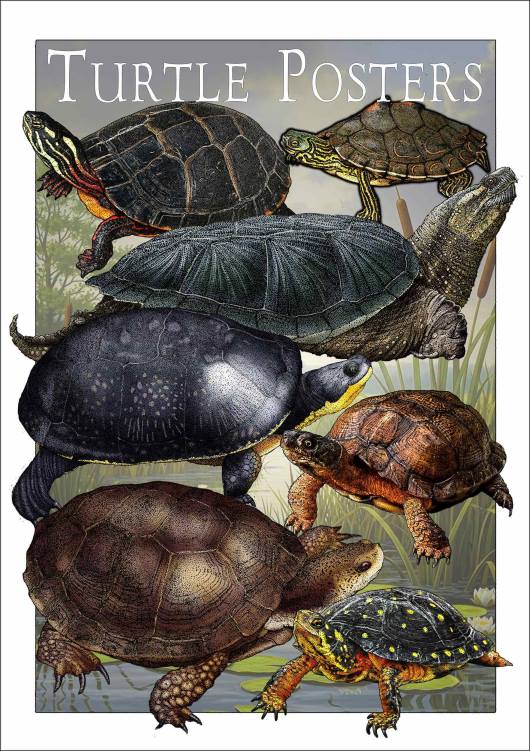 Scientific Illustration by Roger Hall - inkart